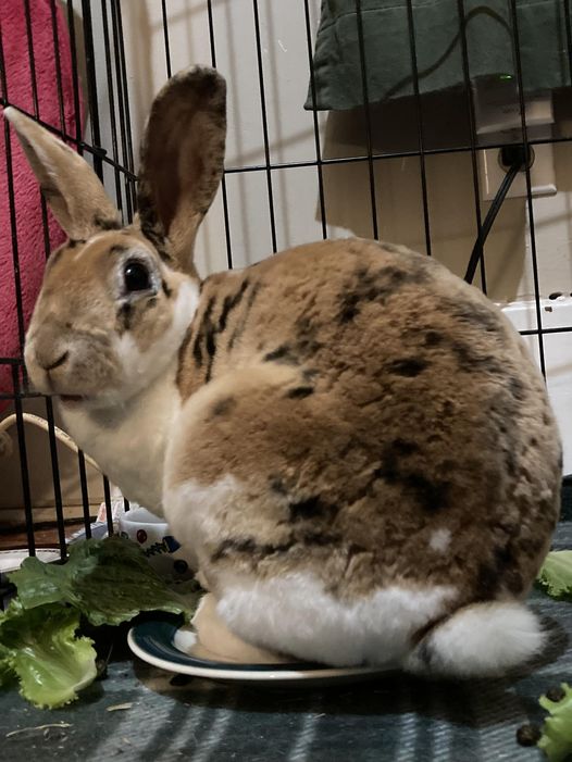 Stray / Lost & Found - Sarnia District Humane Society