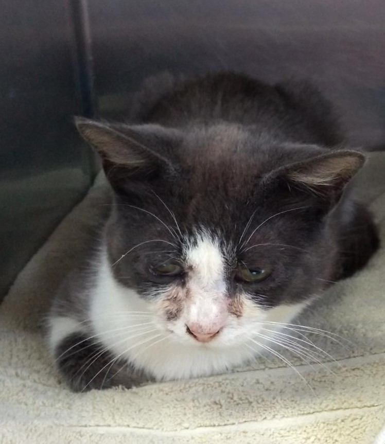 Stray / Lost & Found - Sarnia District Humane Society