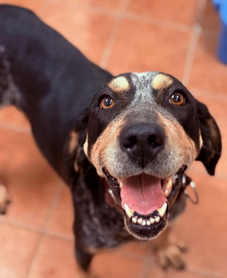Home - Sarnia District Humane Society